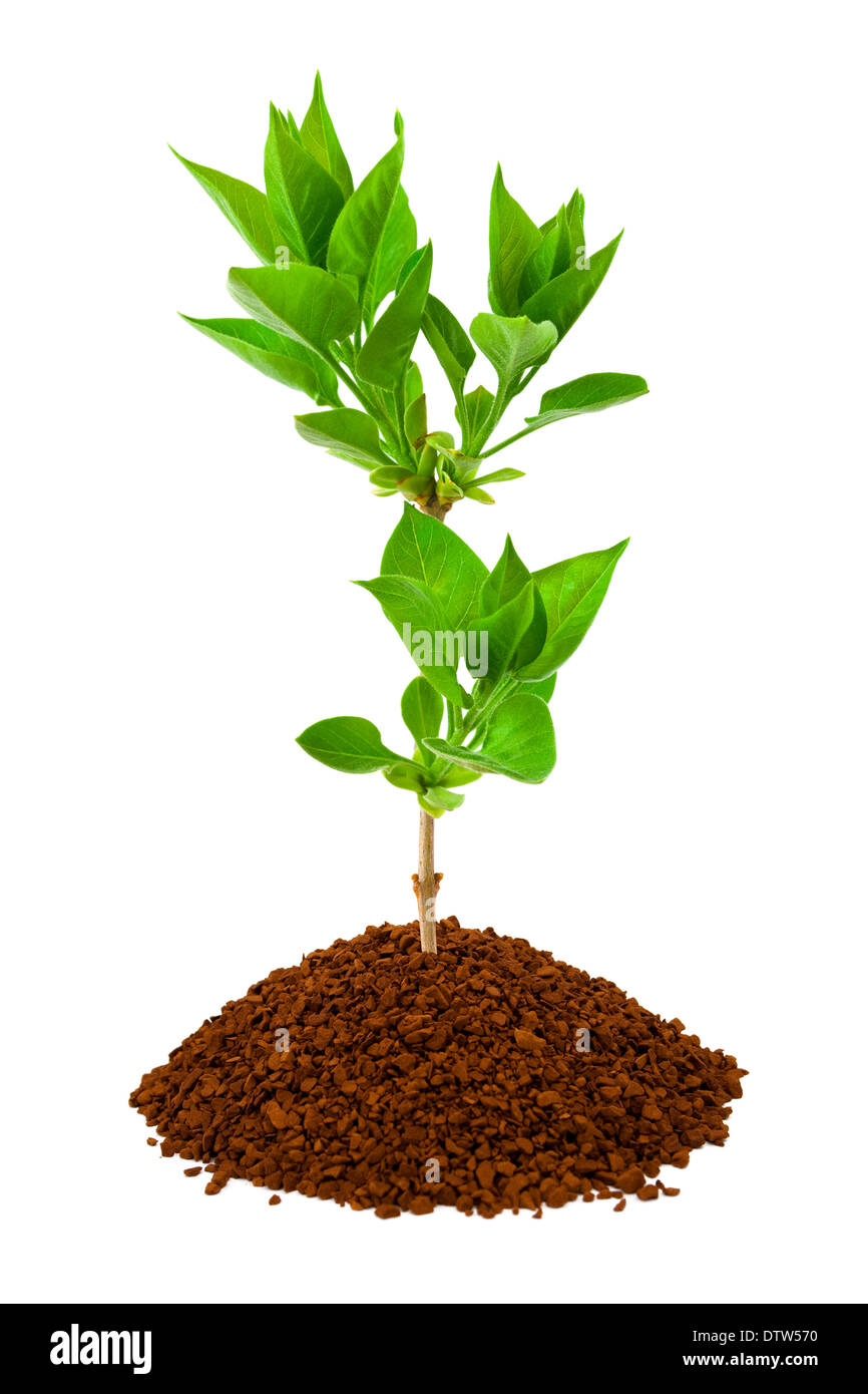 Plant in land Stock Photo - Alamy