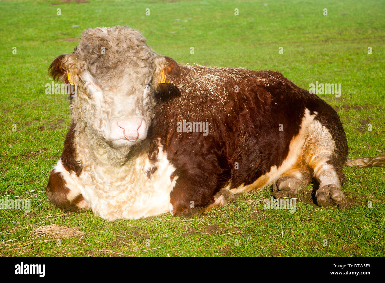 Tired bull hi-res stock photography and images - Alamy