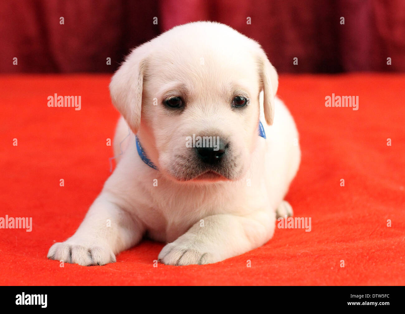 happy yellow labrador puppy laying on red background Stock Photo - Alamy