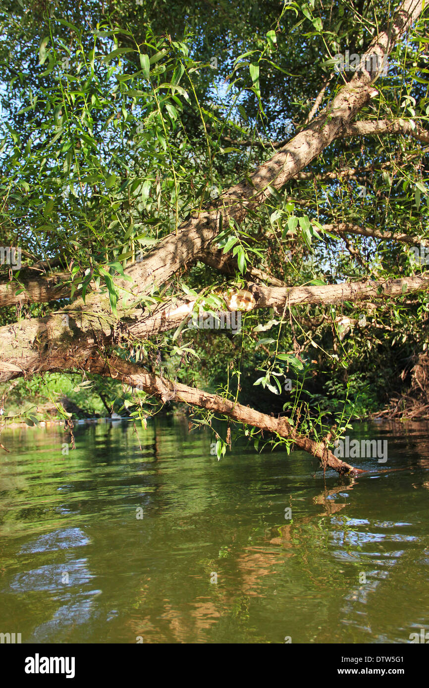 Forest river scene with trees over the water Stock Photo - Alamy