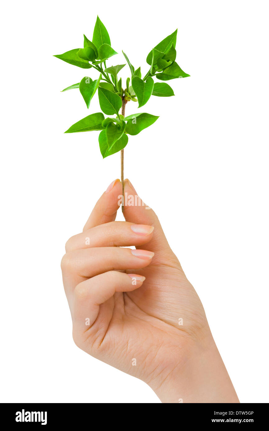 Hand with plant Stock Photo - Alamy