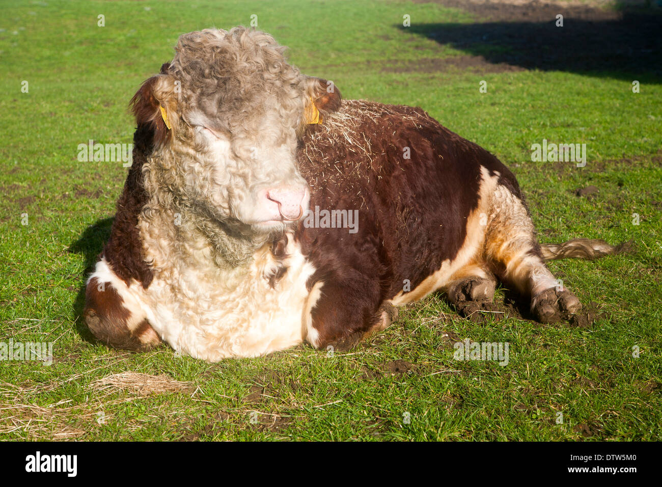 Sleepy pedigree Hereford bull waking up from a sleep, Suffolk, UK Stock ...