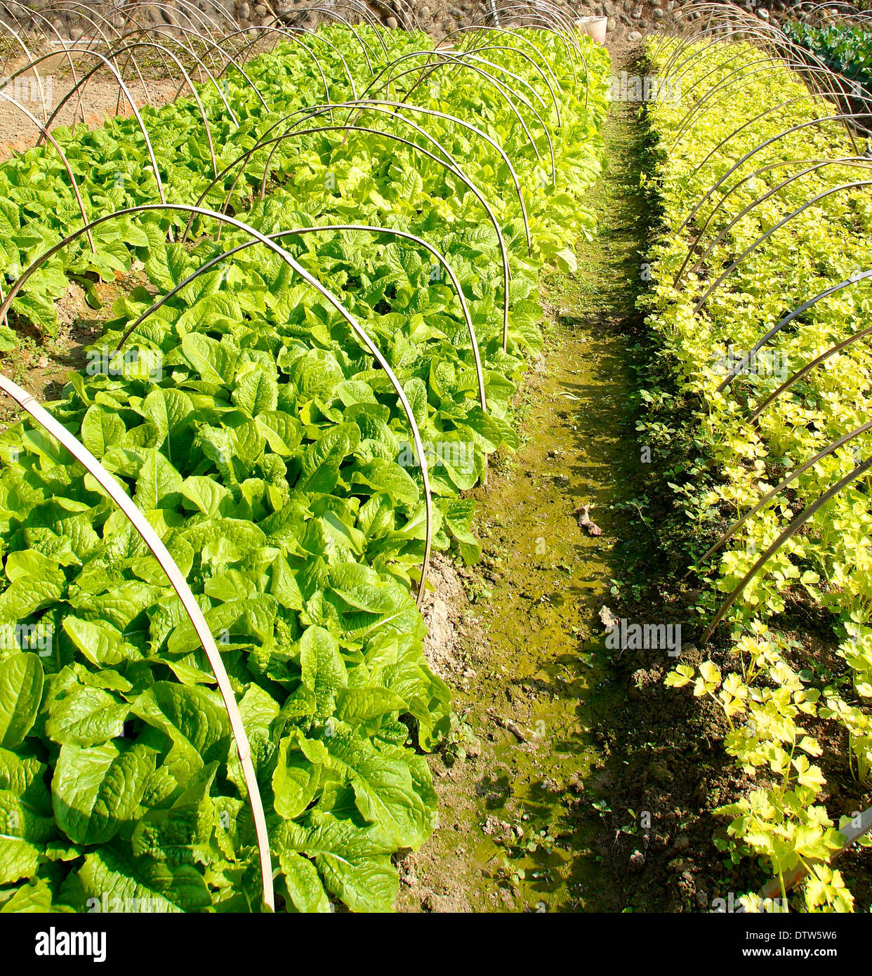 Vegetable field in village Stock Photo - Alamy