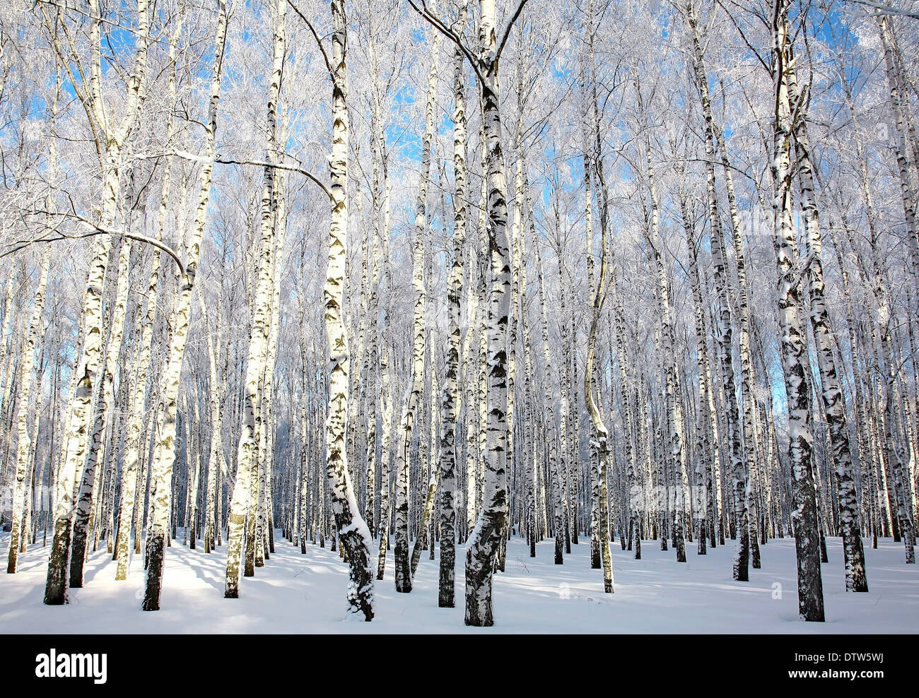 Birch Wood High Resolution Stock Photography and Images - Alamy