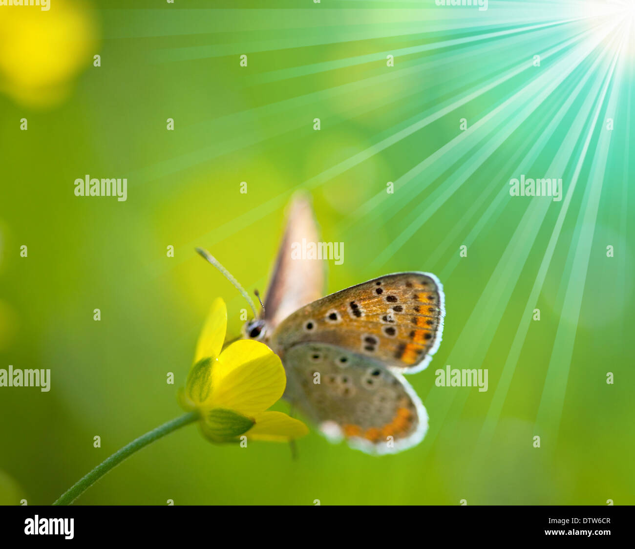 Batterfly garden hi-res stock photography and images - Alamy