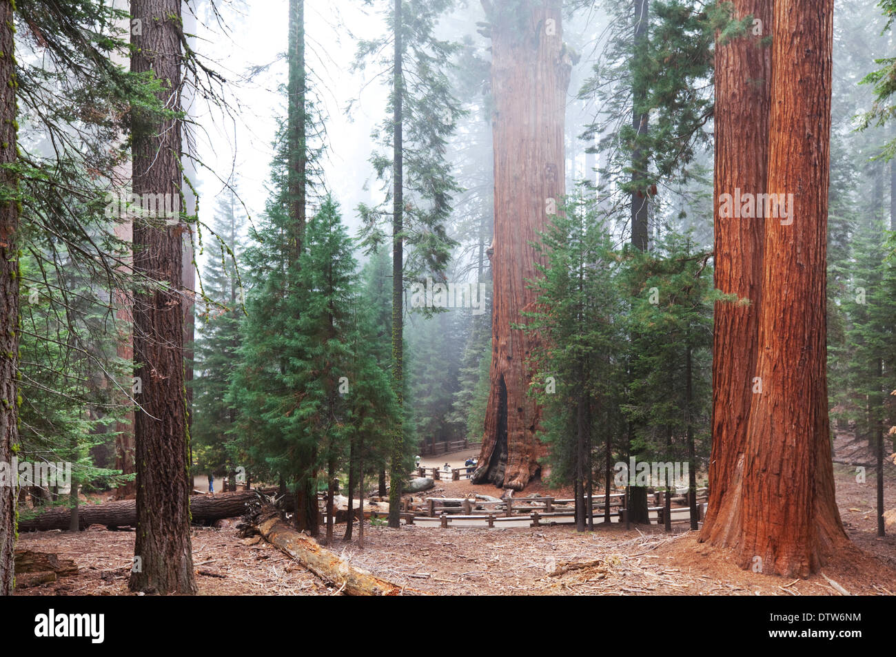 Seqouya hi-res stock photography and images - Alamy