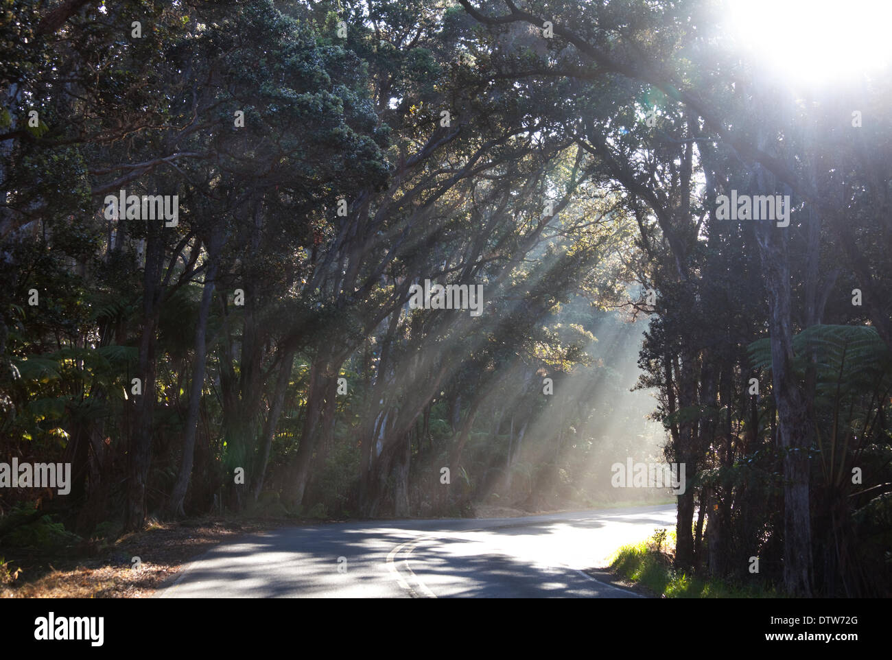 Hawaii forest sunny hi-res stock photography and images - Alamy