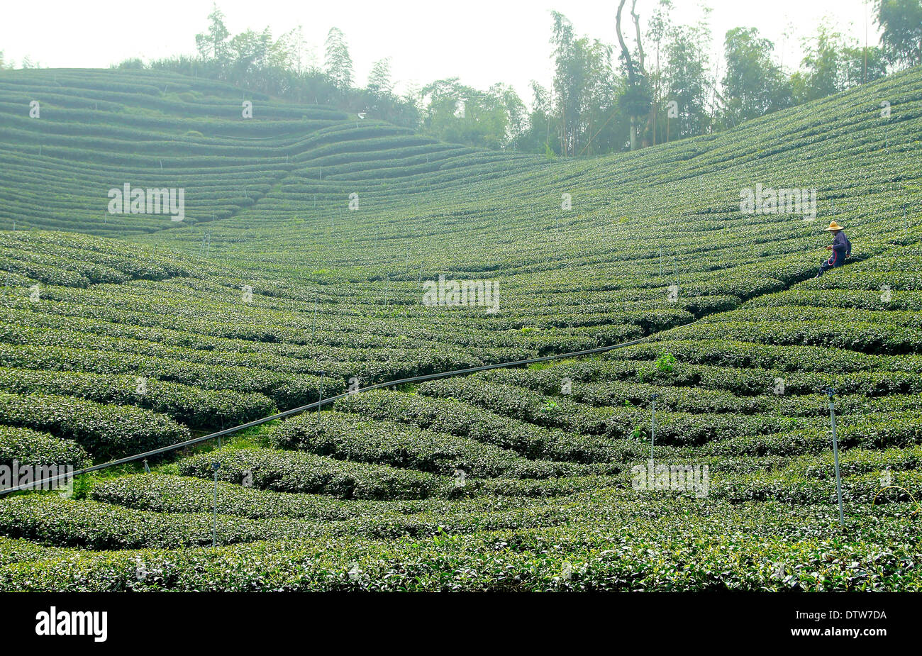 The plantation of tea at farm in central Taiwan Stock Photo - Alamy