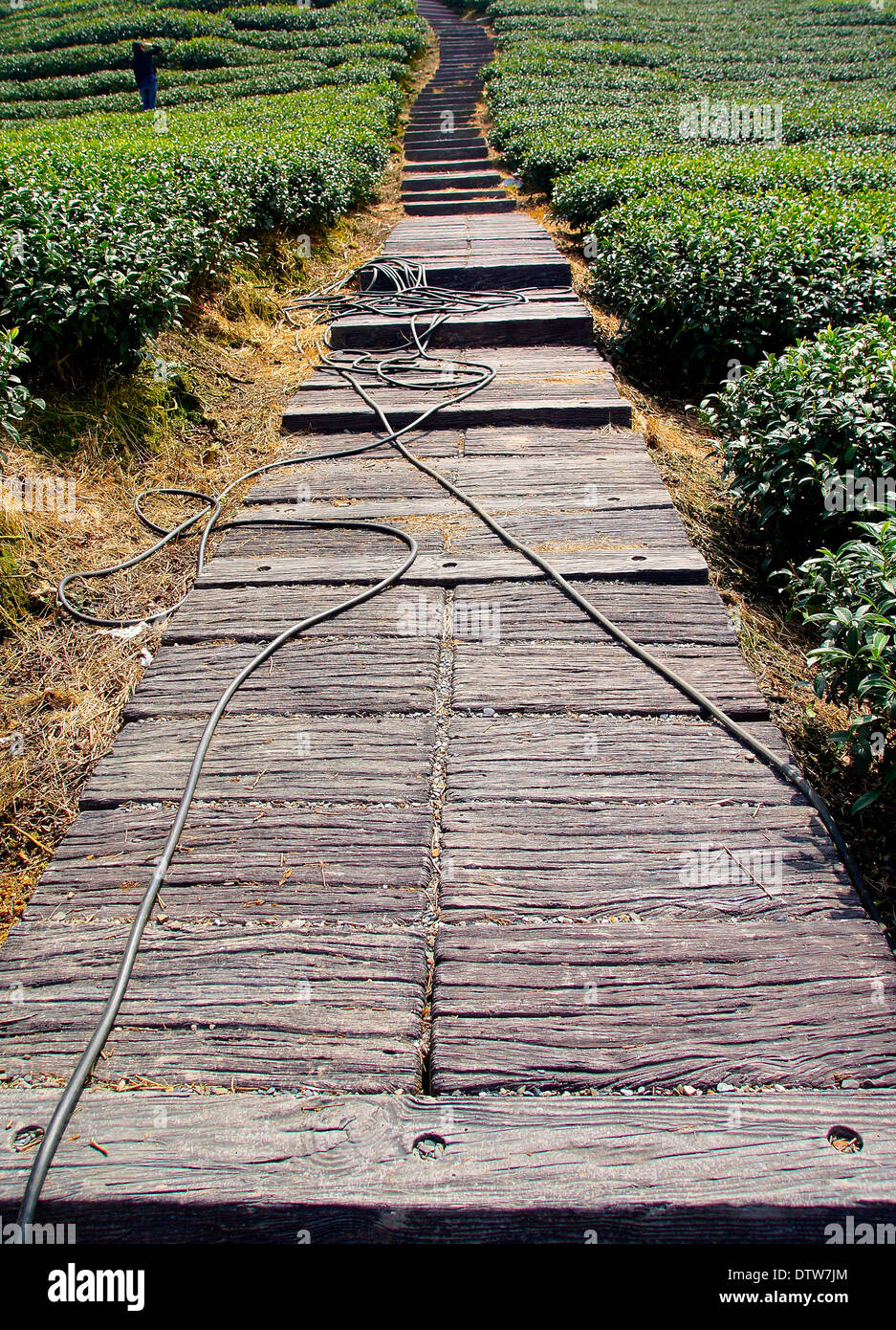 The plantation of tea at farm in central Taiwan Stock Photo - Alamy