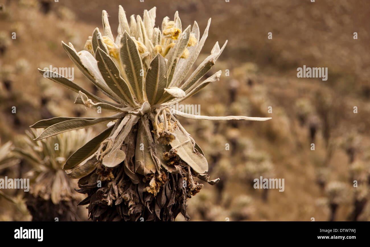 Frailejon hi-res stock photography and images - Alamy