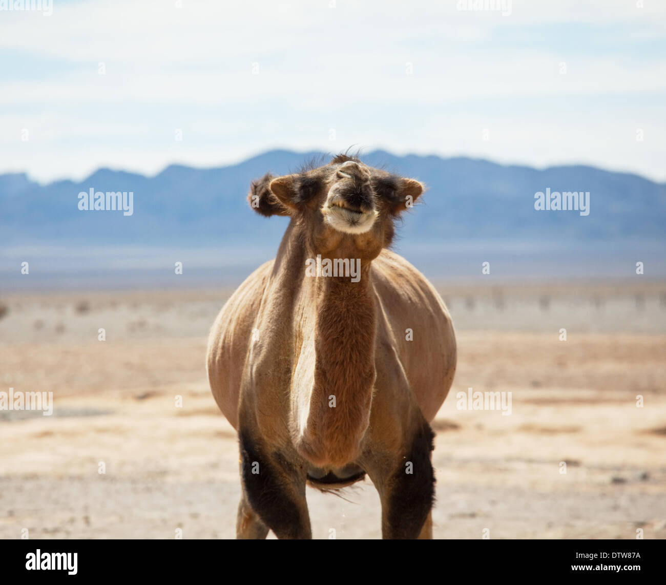 Camel in desert Stock Photo - Alamy