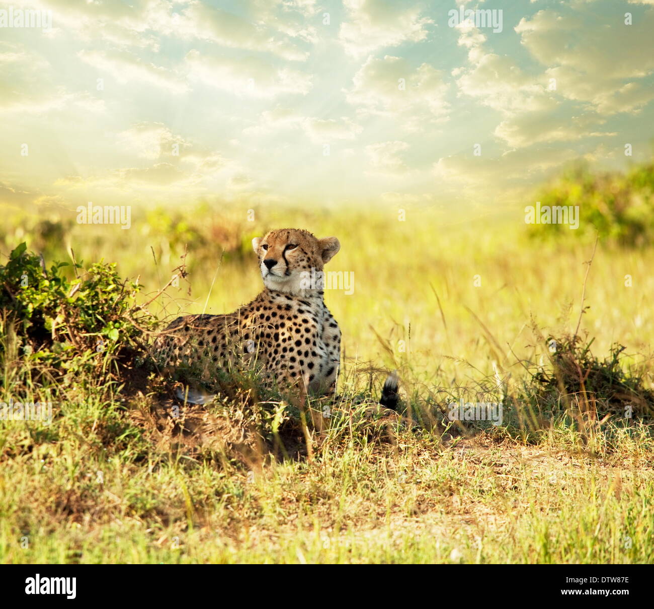Gepard zoo hi-res stock photography and images - Alamy