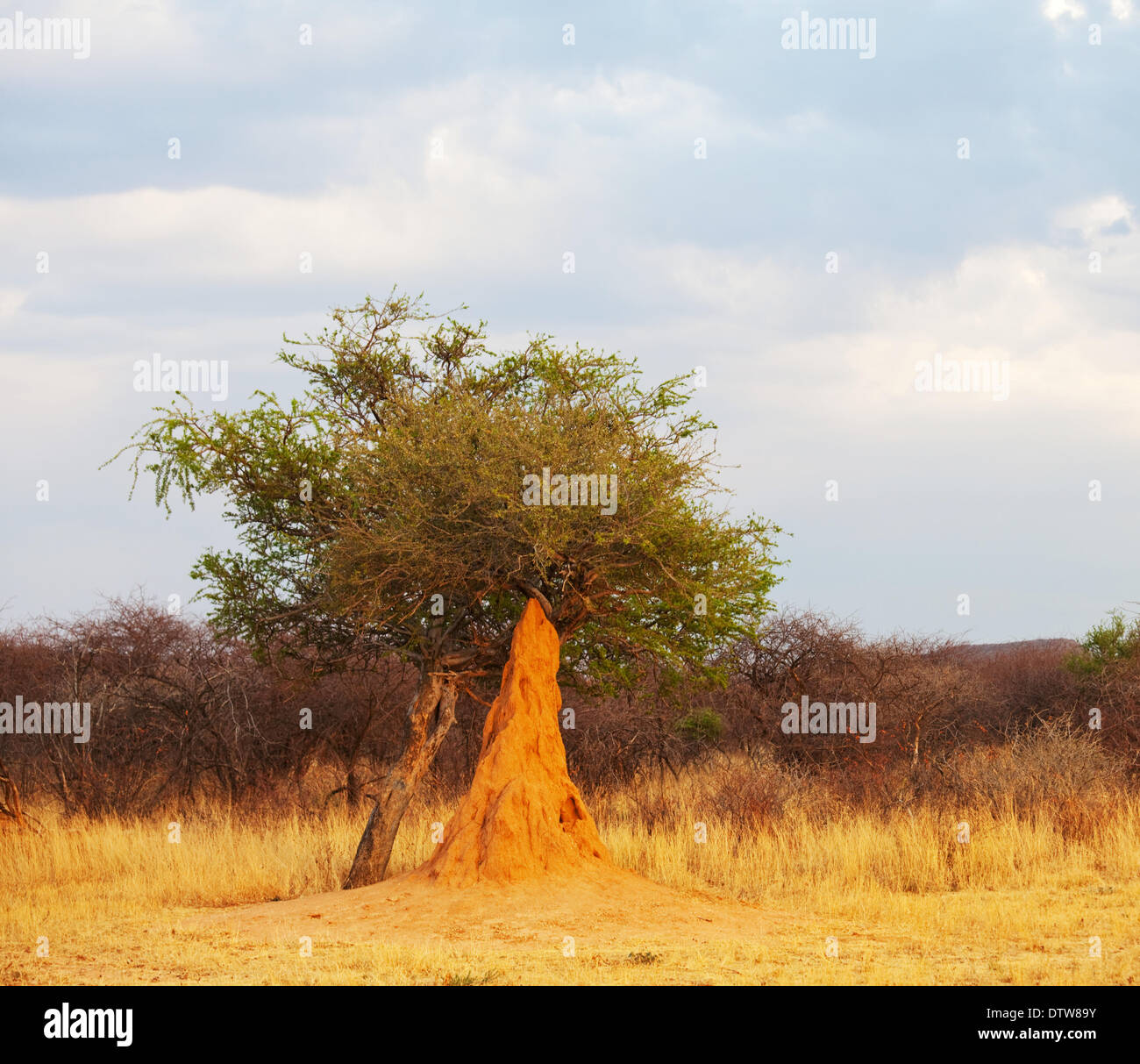 Termitary nature hi-res stock photography and images - Alamy