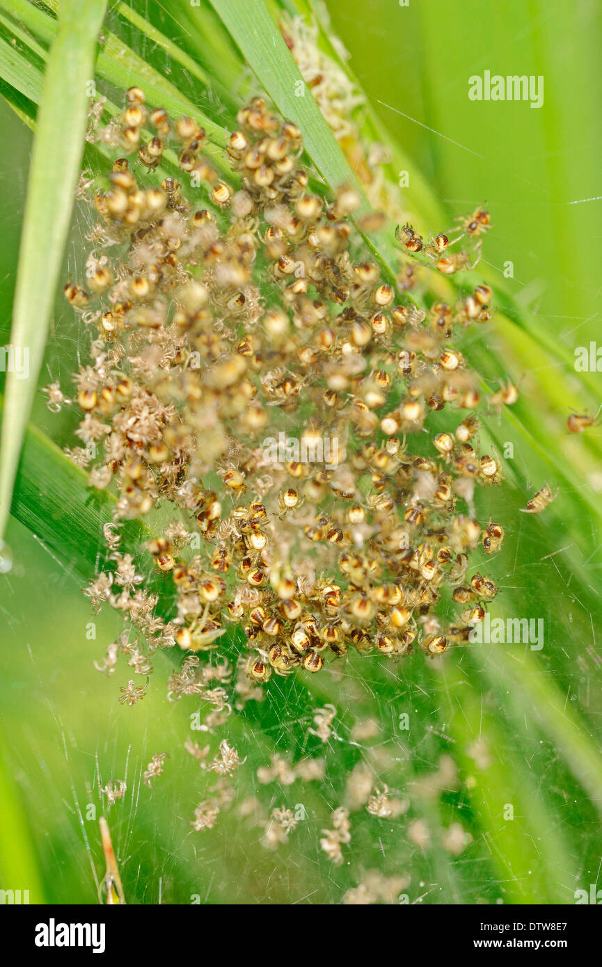 Barbary Monkey / (Macaca sylvanus, Macaca sylvana) / Barbary Ape Stock ...