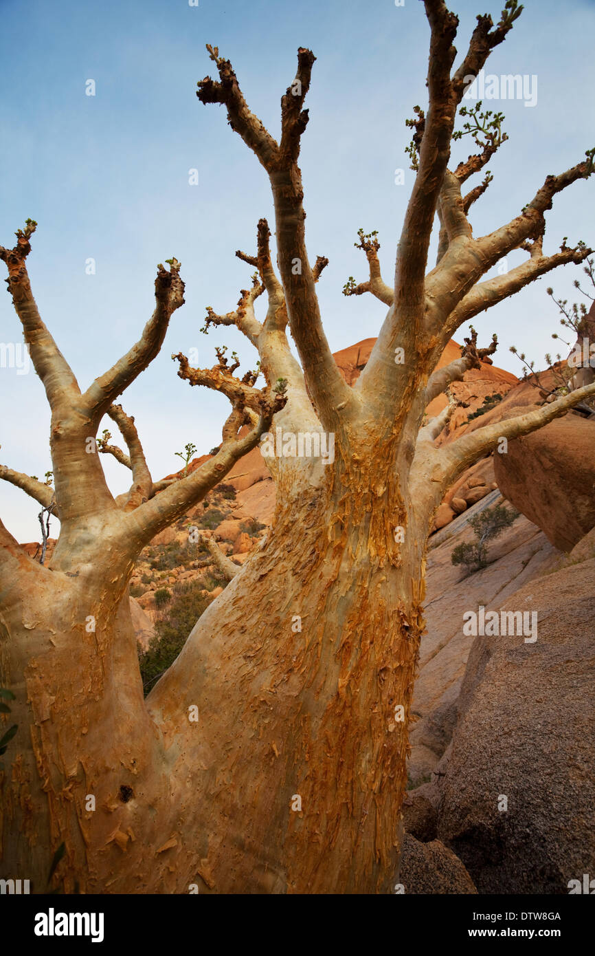 Giant baobab tree namibia hi-res stock photography and images - Alamy