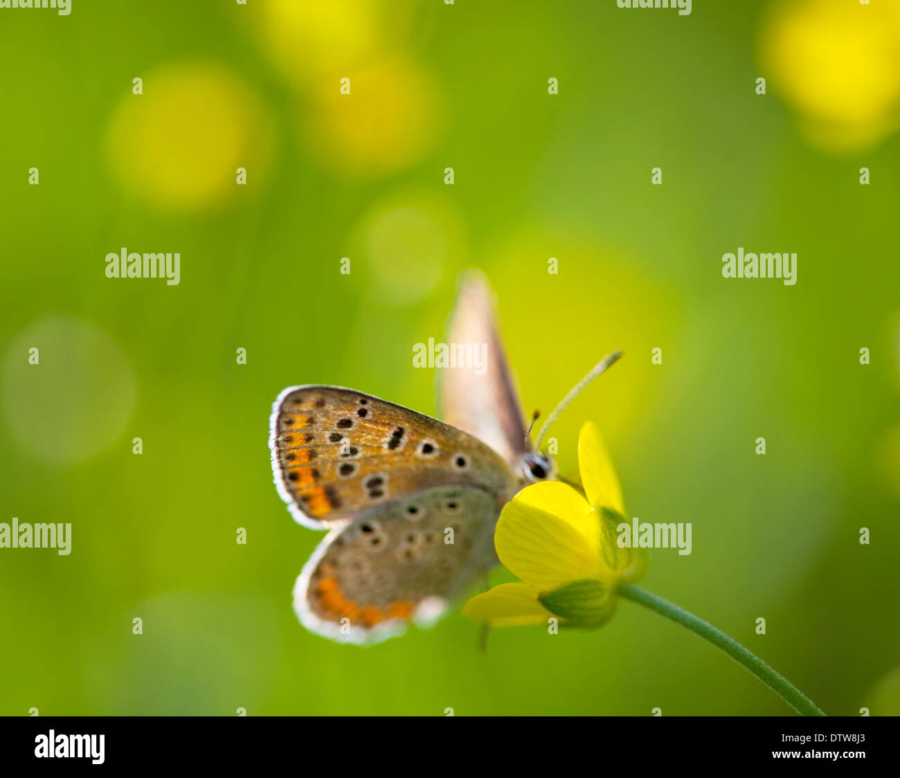 Batterfly garden hi-res stock photography and images - Alamy