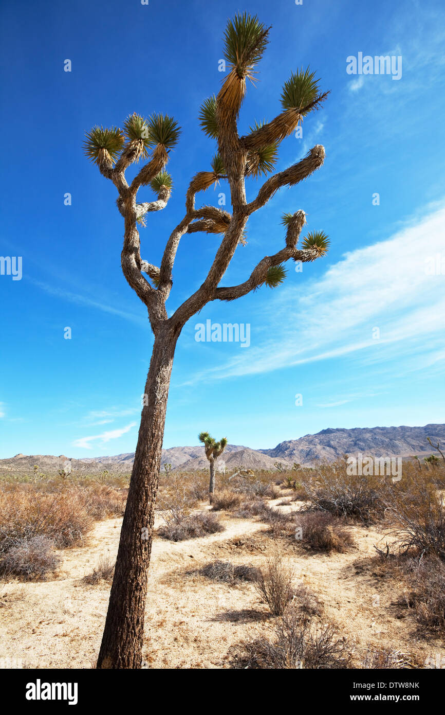 Joshua tree nat hi-res stock photography and images - Alamy