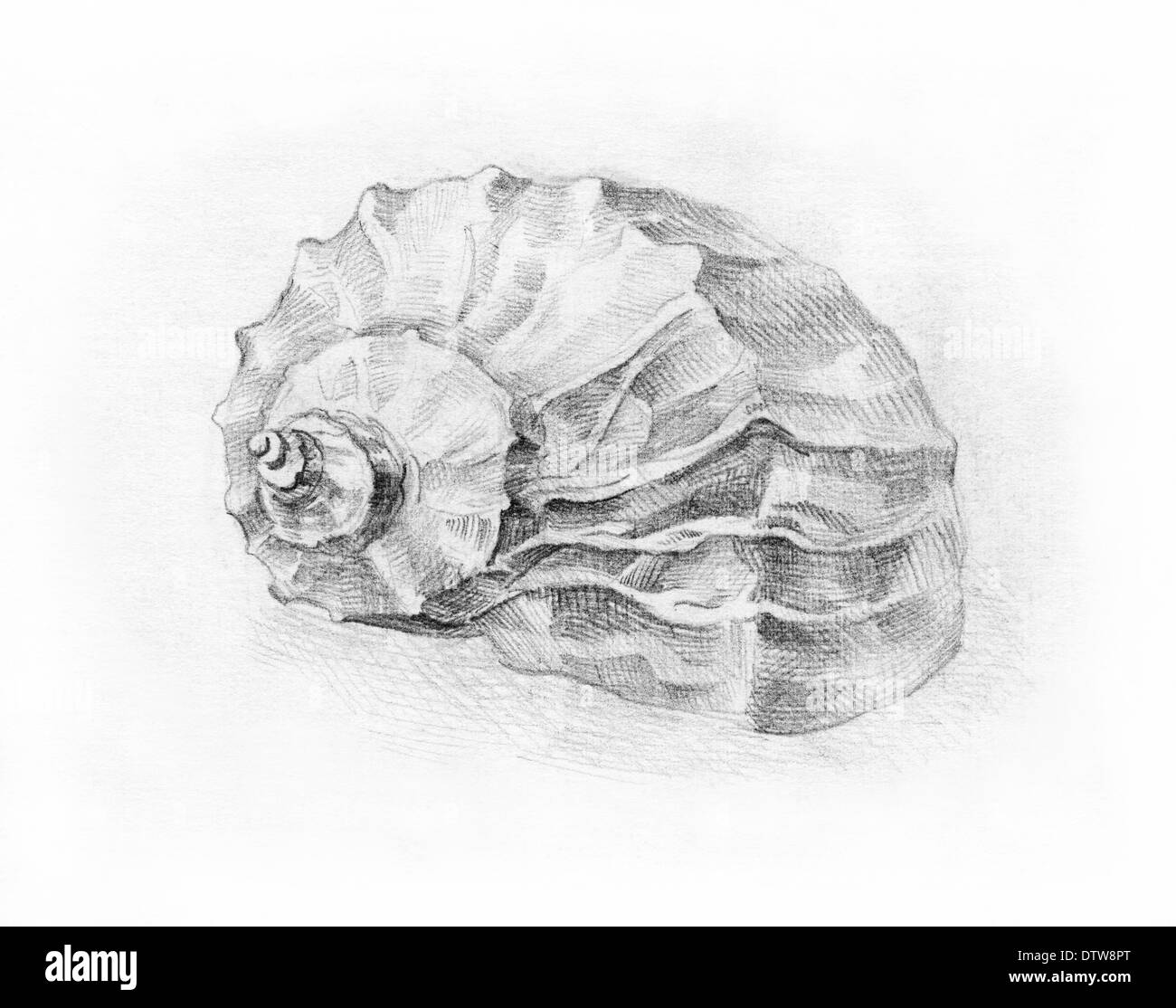 Illustrations,object, drawing, shell, seashell Stock Photo - Alamy