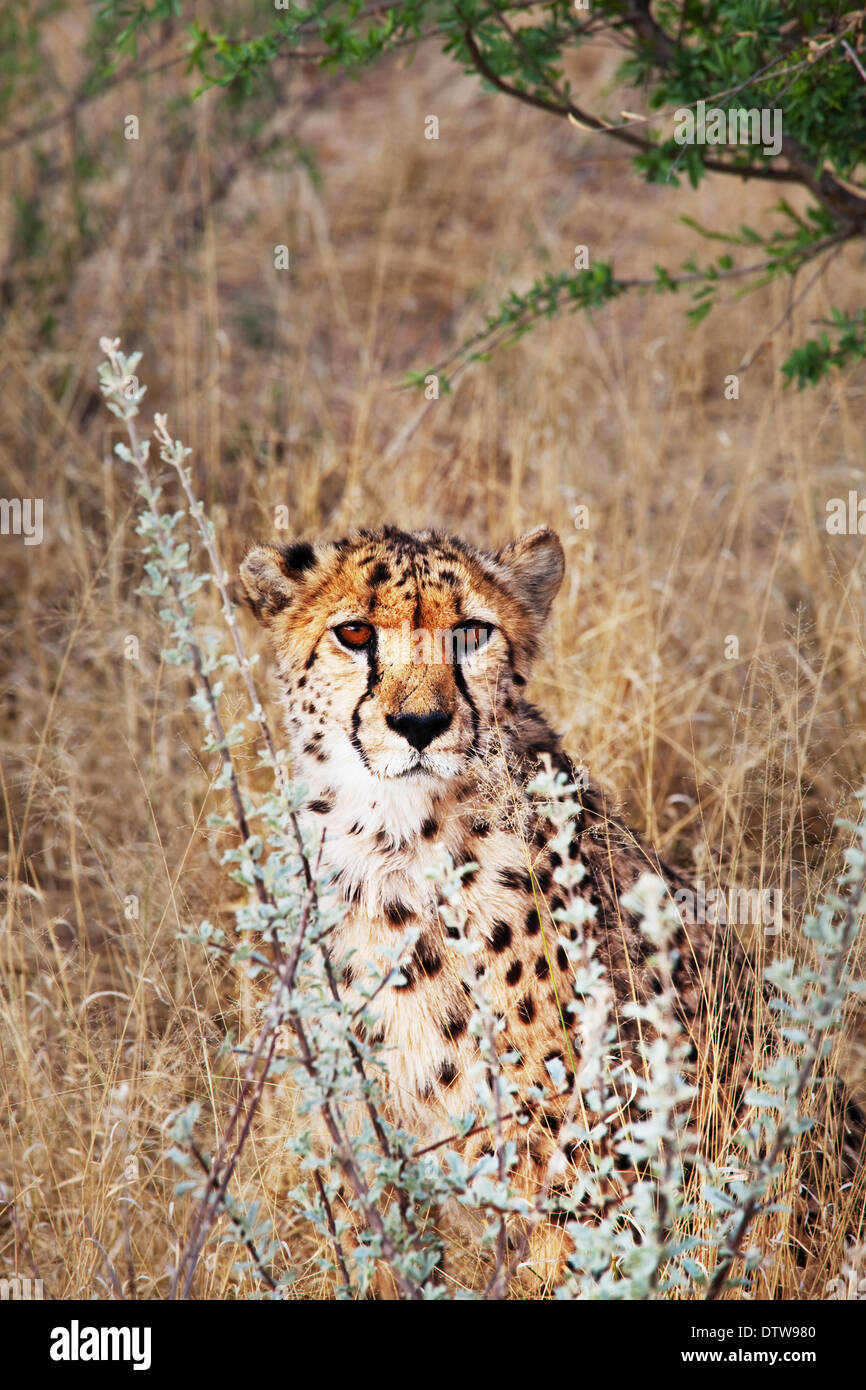 Chitah hi-res stock photography and images - Alamy