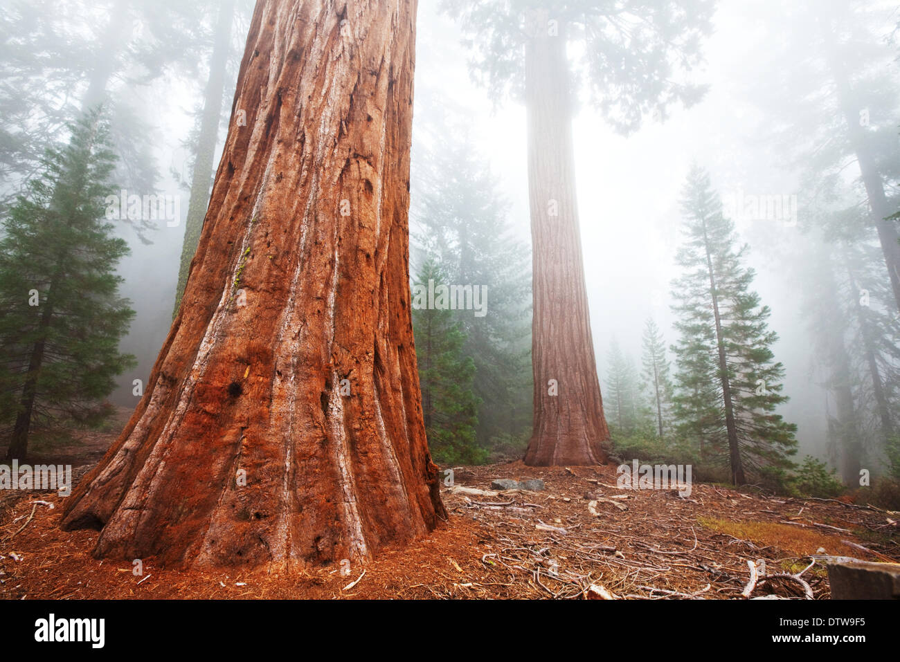 Seqoyia hi-res stock photography and images - Alamy