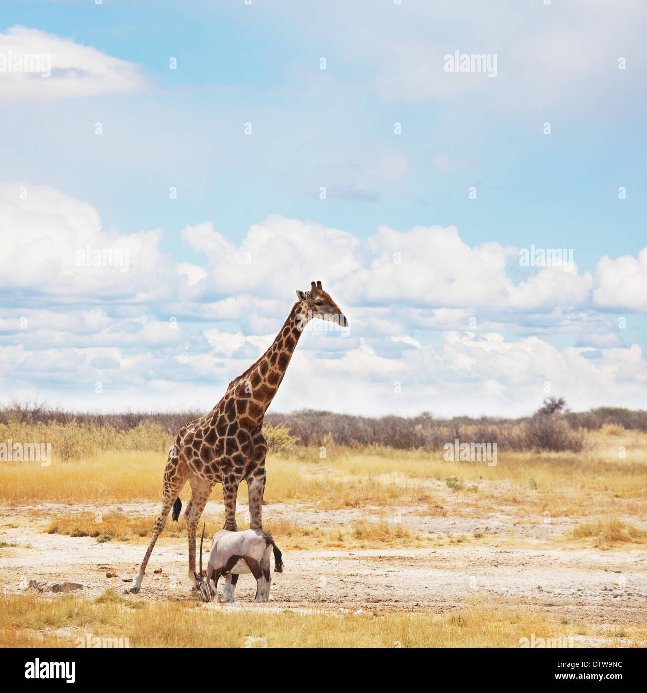 Man with bull neck hi-res stock photography and images - Alamy