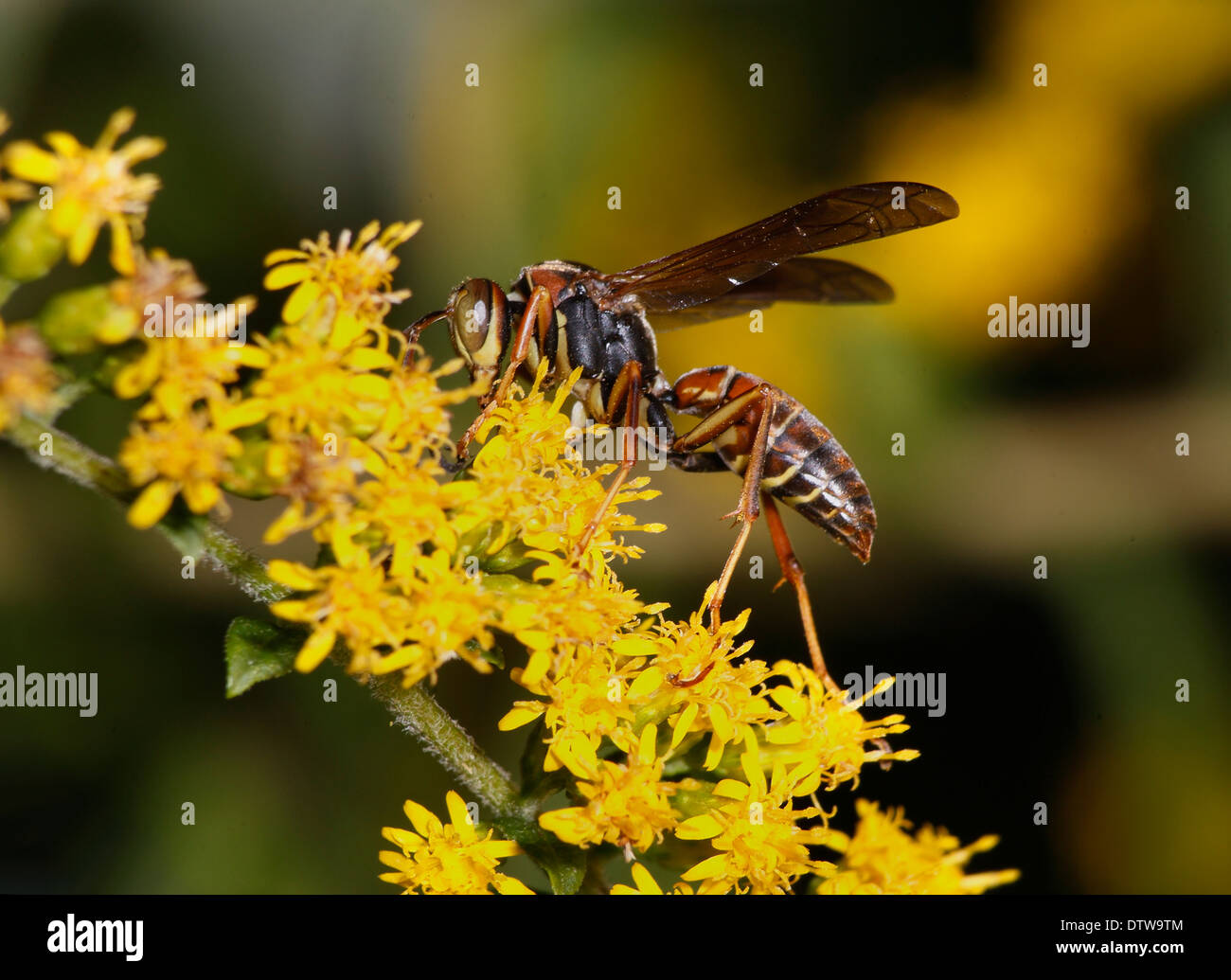 A Paper Wasp On Goldenrod Flowers, Frontal View, Polistes fuscatus ...
