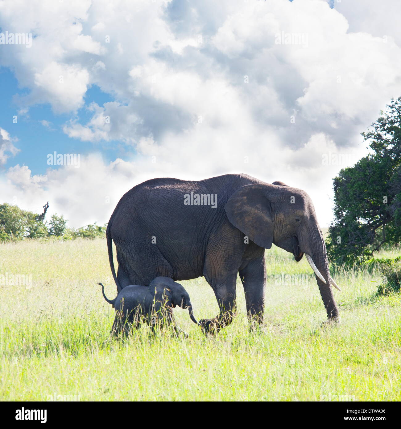 Elephant leadership hi-res stock photography and images - Alamy