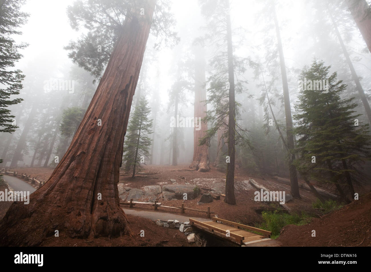 Sequoya national park hi-res stock photography and images - Alamy