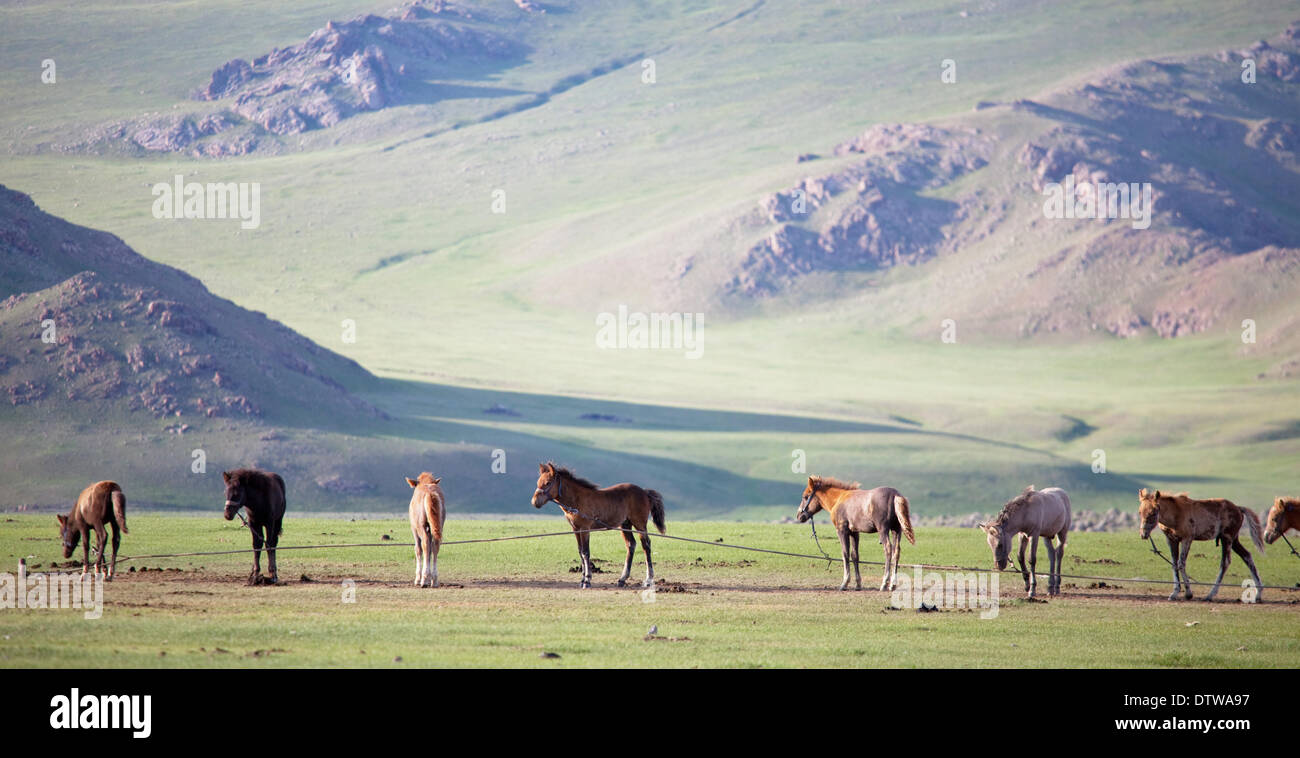 Mustang horses portrait hi-res stock photography and images - Alamy