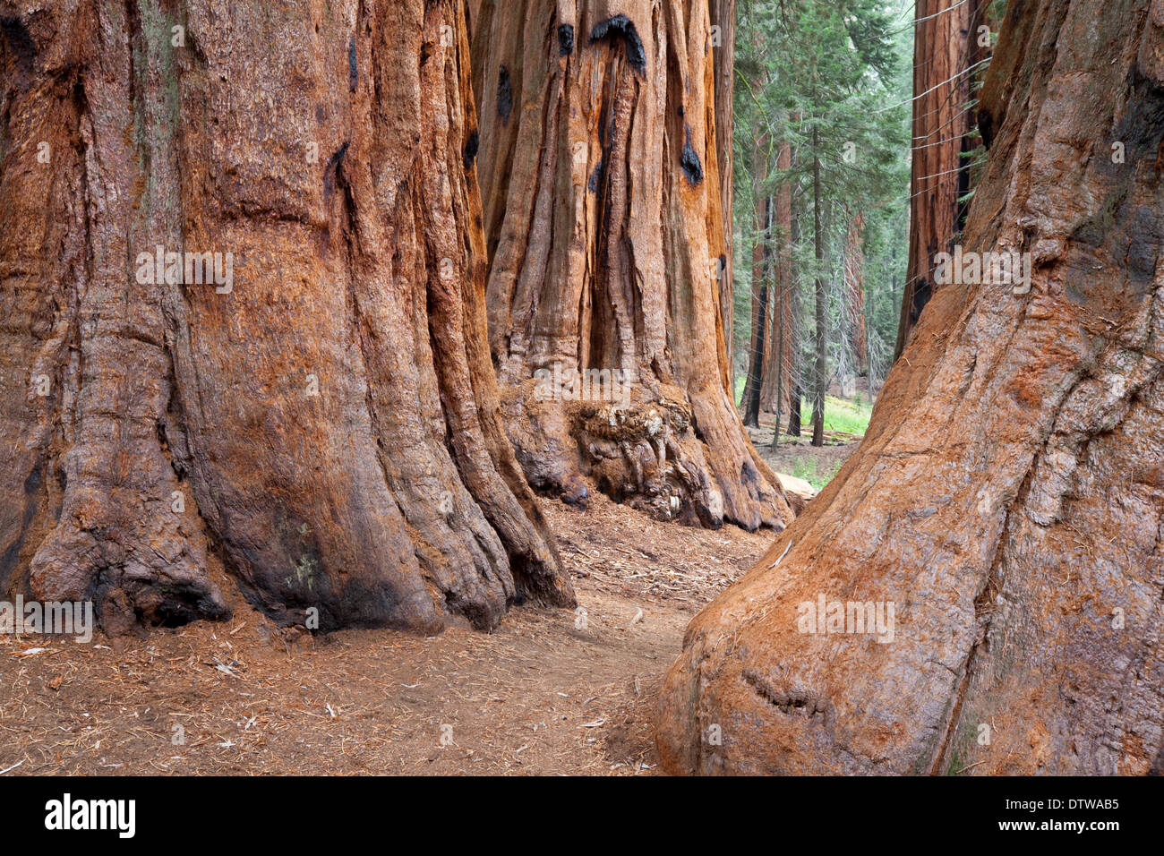 Secqouya hi-res stock photography and images - Alamy