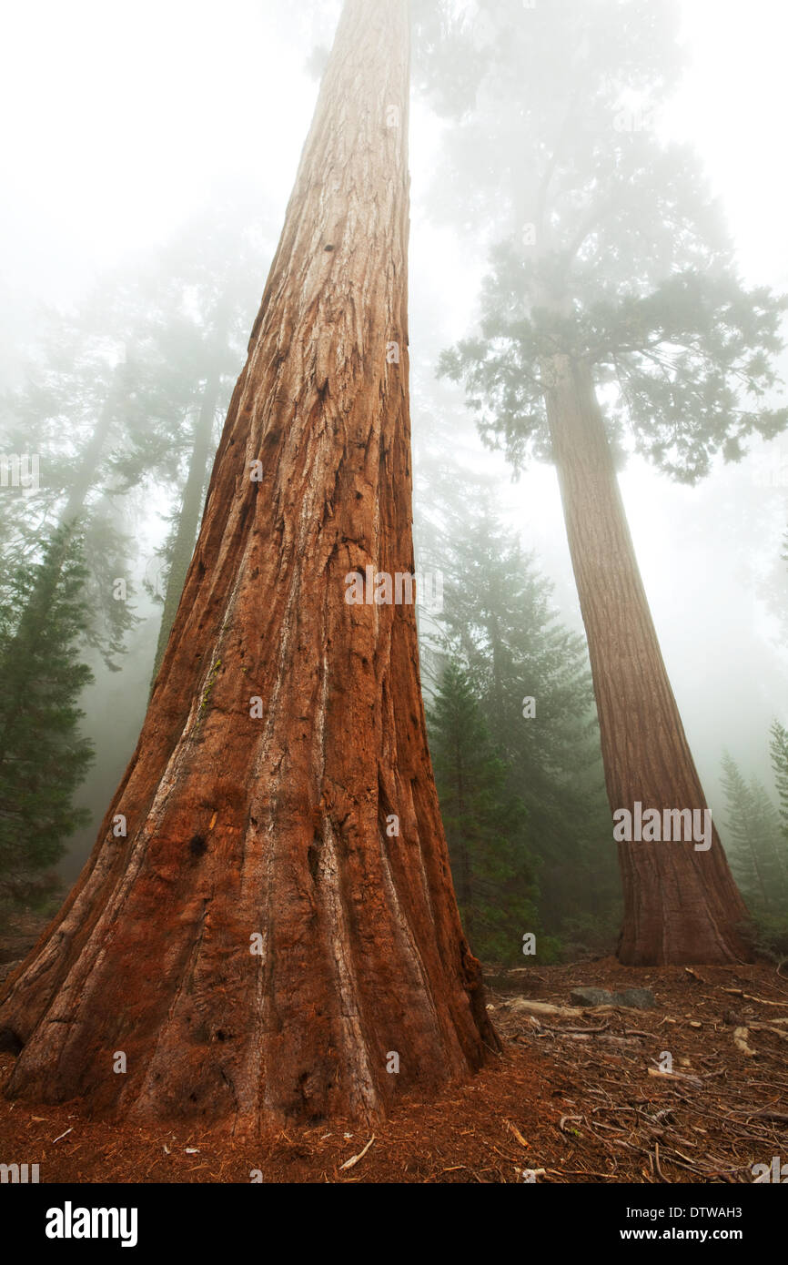 Atmospheric redwoods hi-res stock photography and images - Alamy