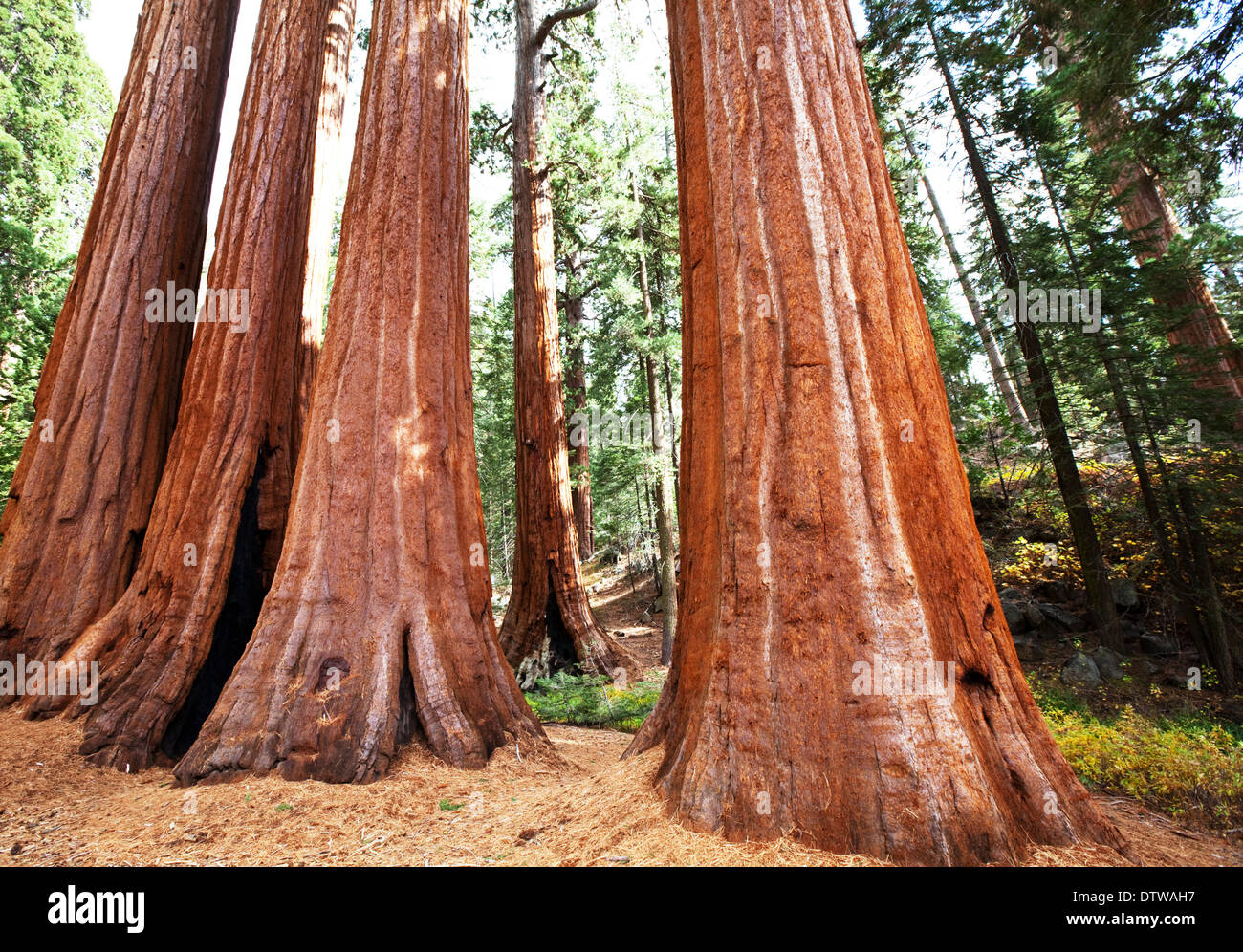 Sequoya hi-res stock photography and images - Alamy