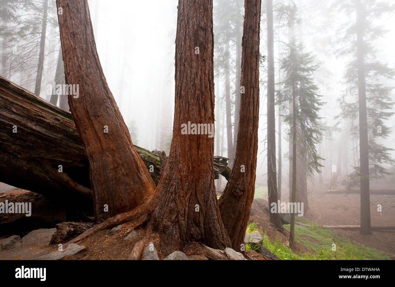 Sequoya national park hi-res stock photography and images - Alamy