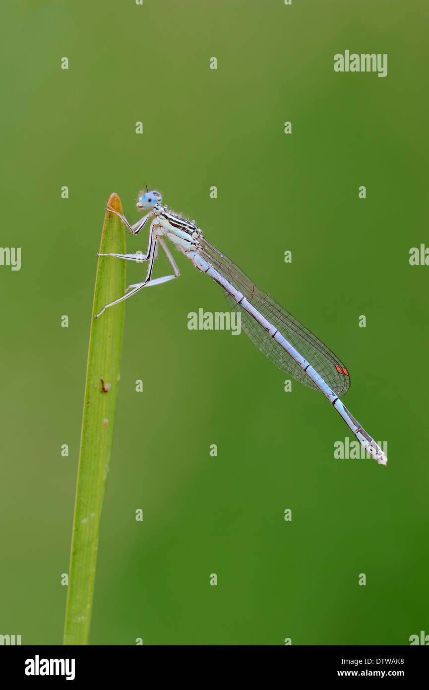 White legged damselfly hi-res stock photography and images - Alamy