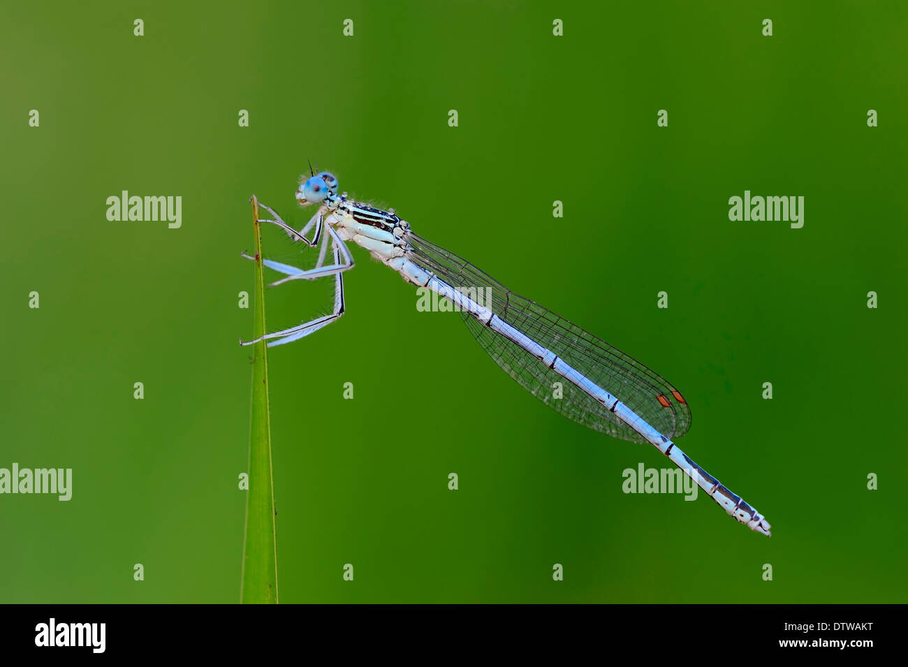 Side view of damselfly hi-res stock photography and images - Alamy