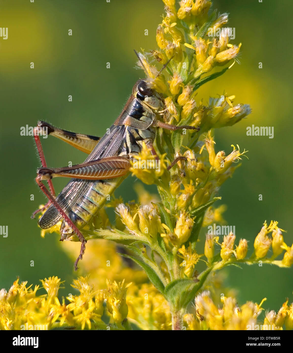 A Red-legged Grasshopper On Goldenrod Flowers, Melanoplus femurrubrum ...