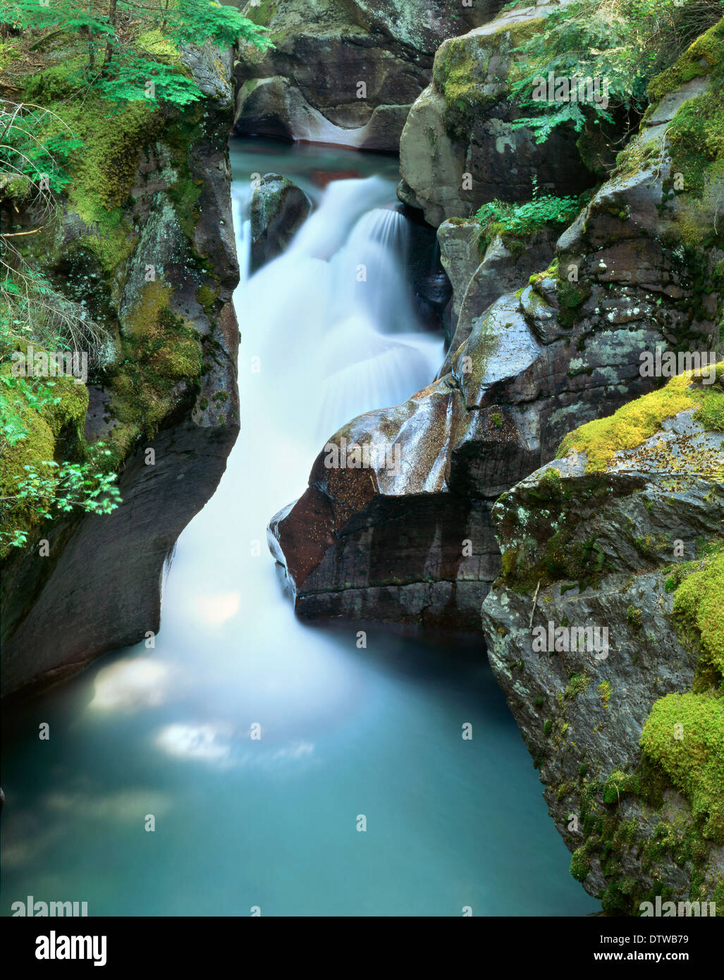 Avalanche Creek Gorge, Glacier National Park, Montana, USA Stock Photo ...