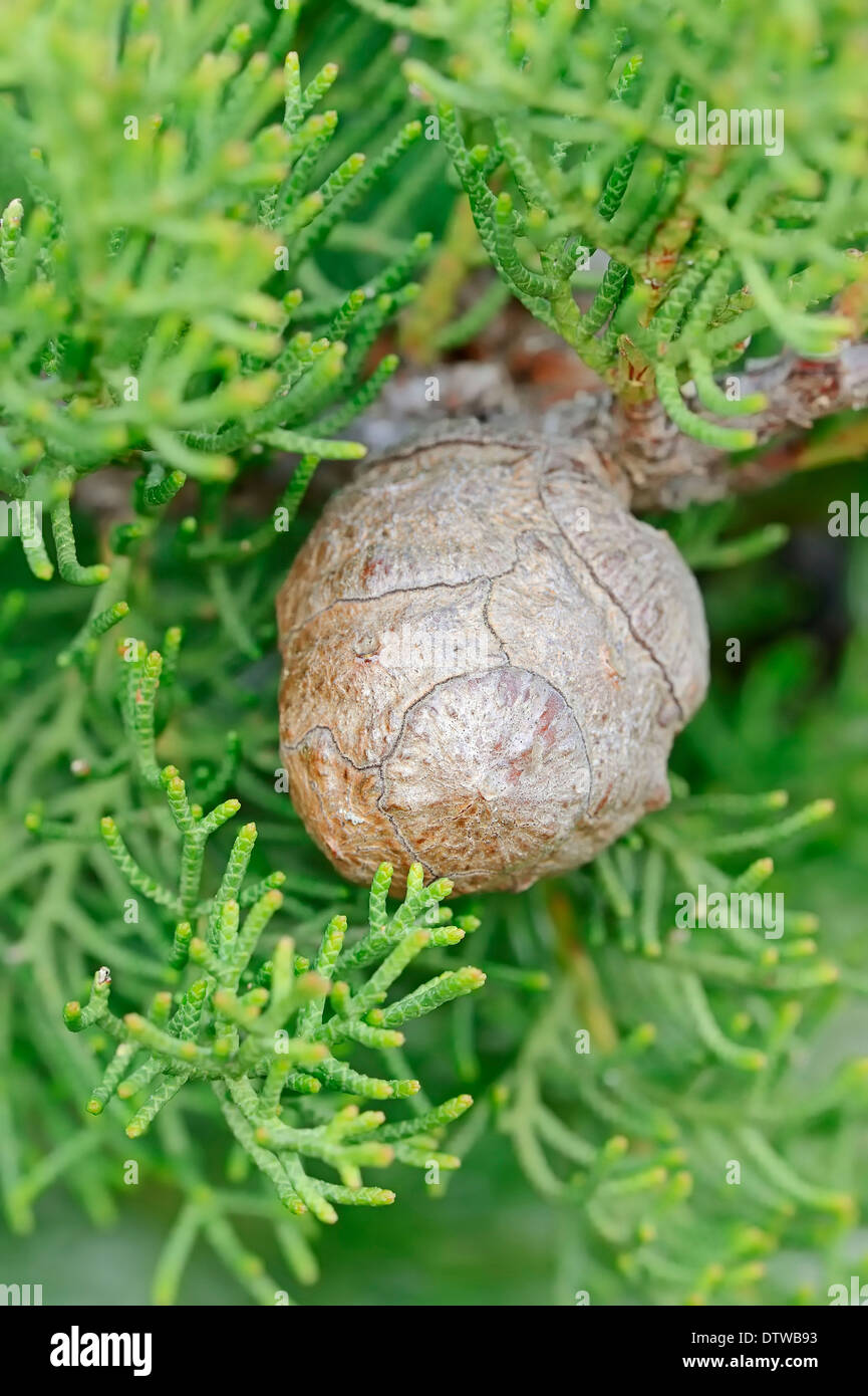 Cypresses cupressus sempervirens hi-res stock photography and images ...