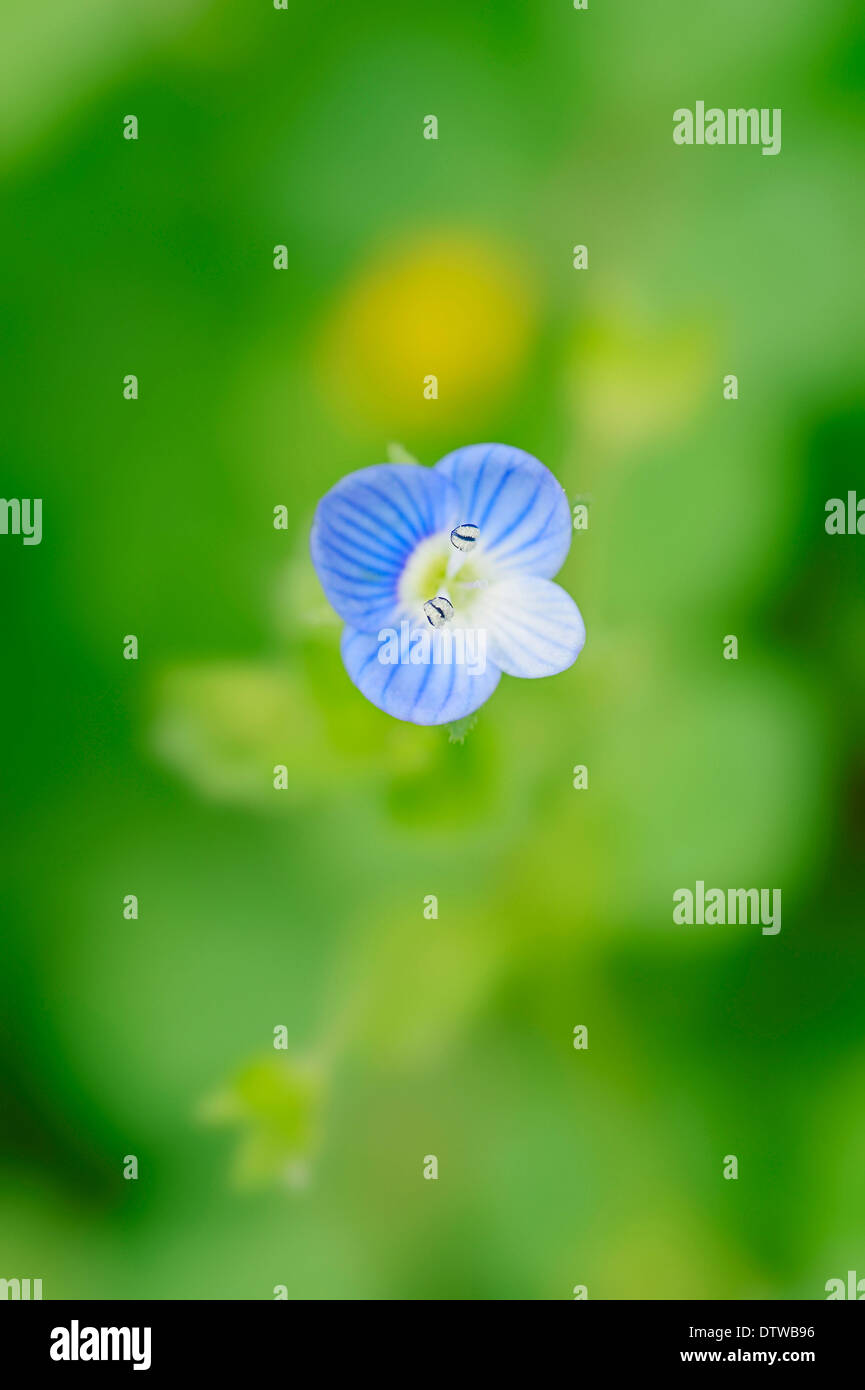 Speedwell hi-res stock photography and images - Alamy