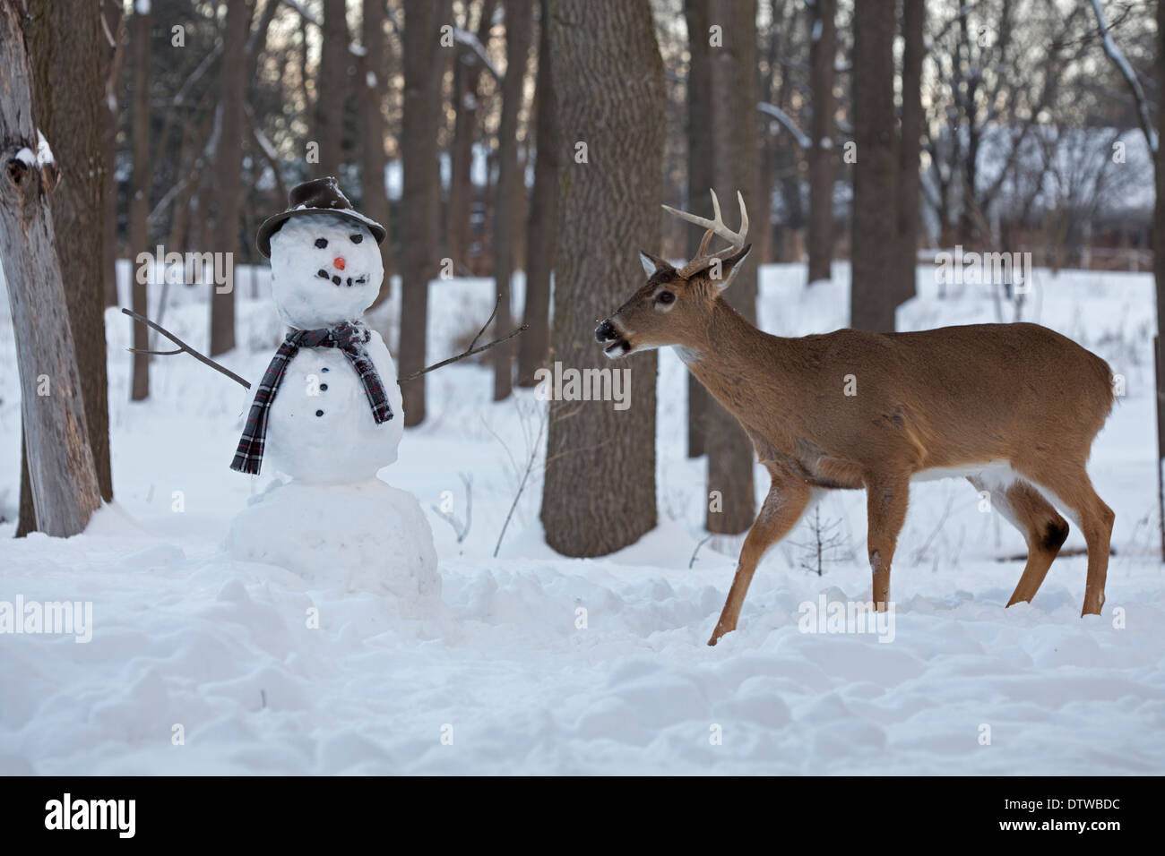 White-tailed deer , Odocoileus virginianus, New York, USA, with snowman ...