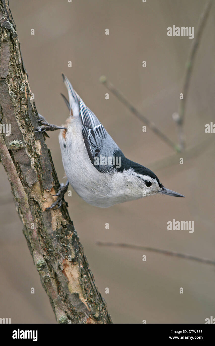 A Cute Little Bird, The White Breasted Nuthatch In A Typical Stance ...