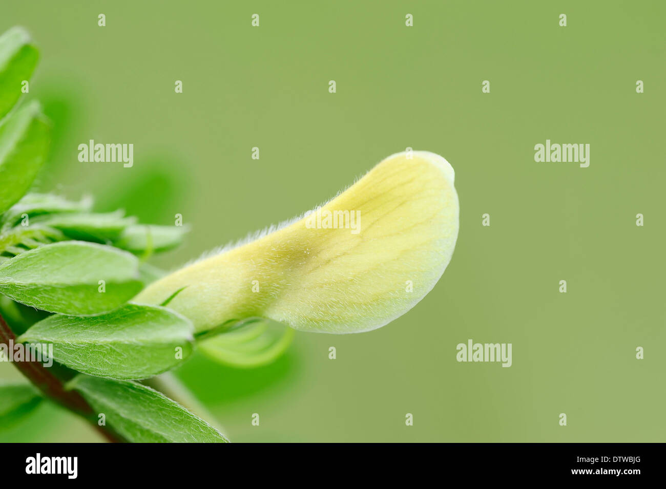 Hairy yellow vetch hi-res stock photography and images - Alamy