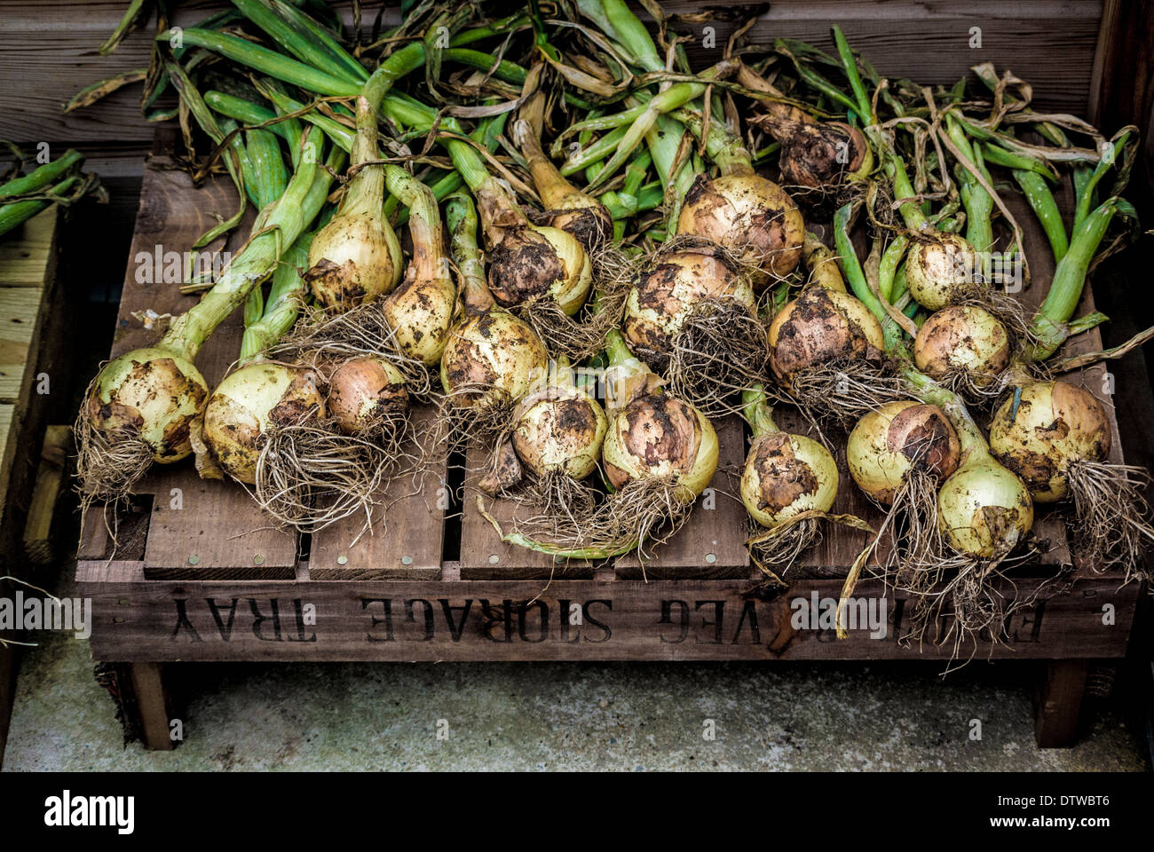 Home grown onions hi-res stock photography and images - Alamy