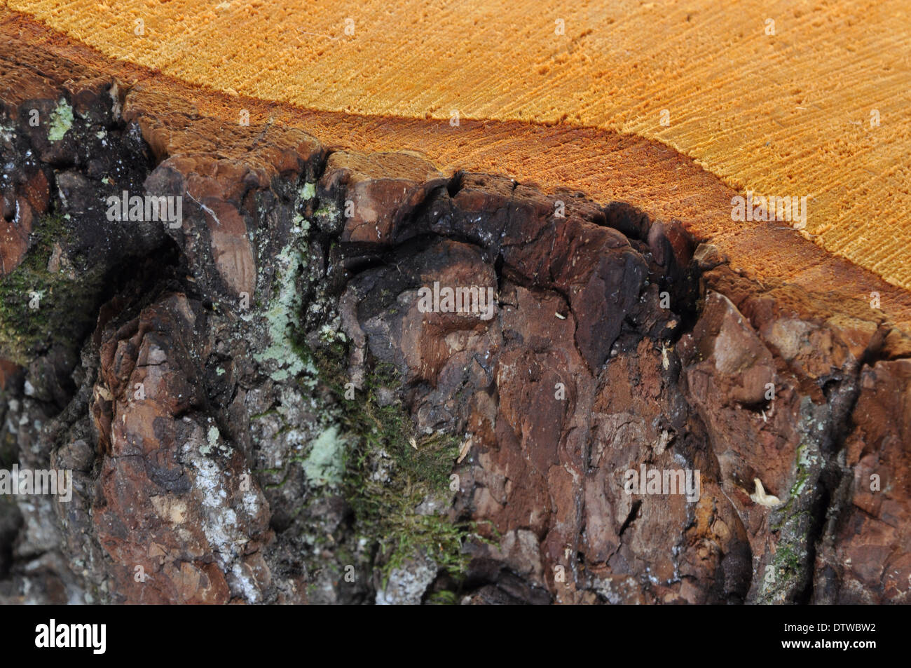 The structure of oak tree bark and trunk Stock Photo - Alamy