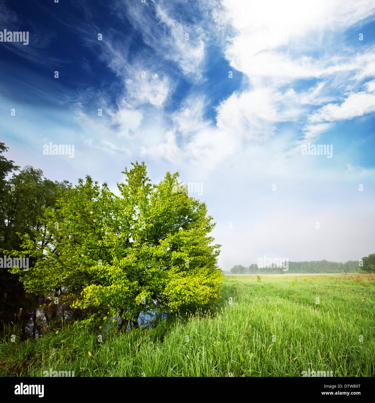 Tree in field Stock Photo - Alamy