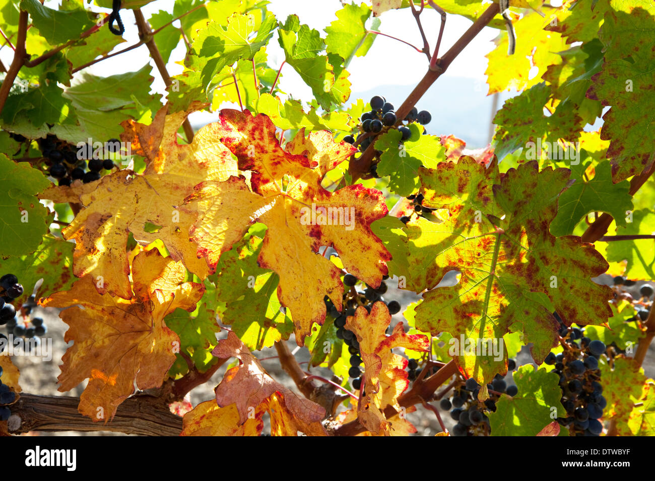 Winemaking vinery hi-res stock photography and images - Alamy