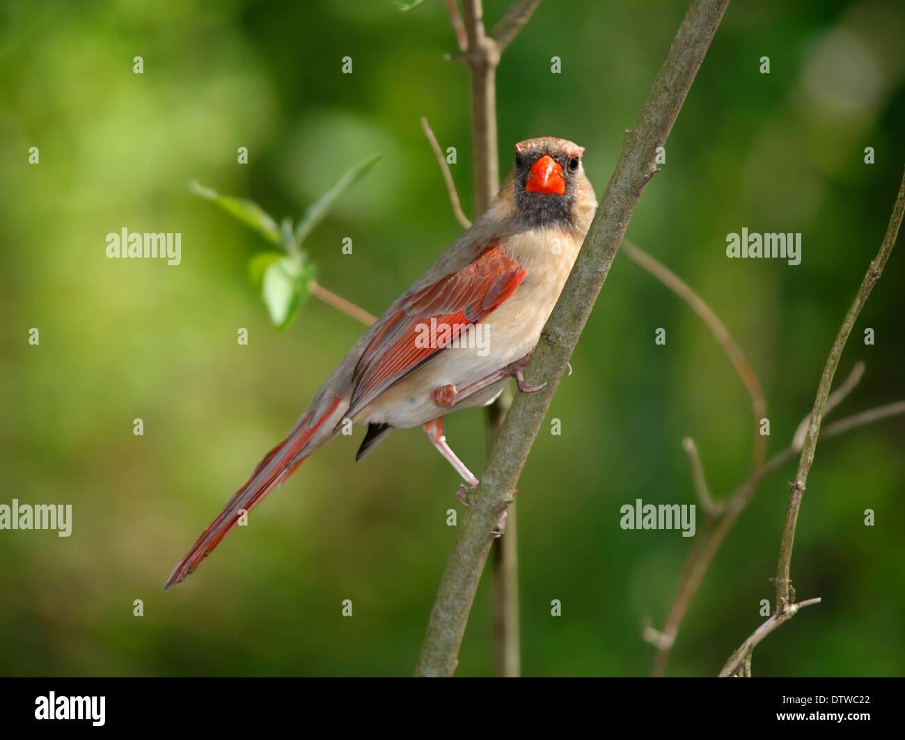 A Bird, The Northern Cardinal Female, Cardinalis cardinalis Stock Photo ...