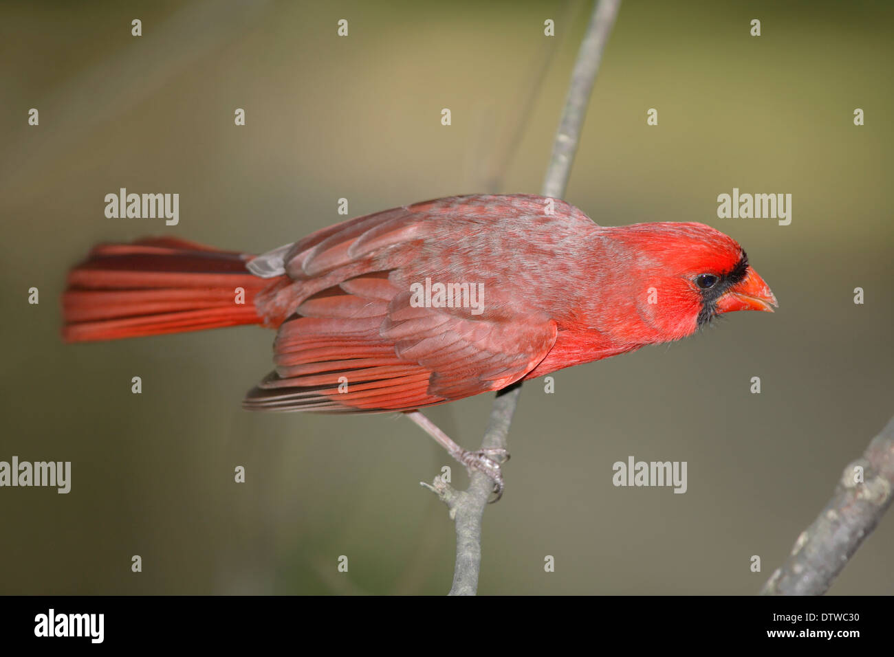 Northern Cardinal, Male, Cardinalis cardinalis, Getting Ready For Take ...