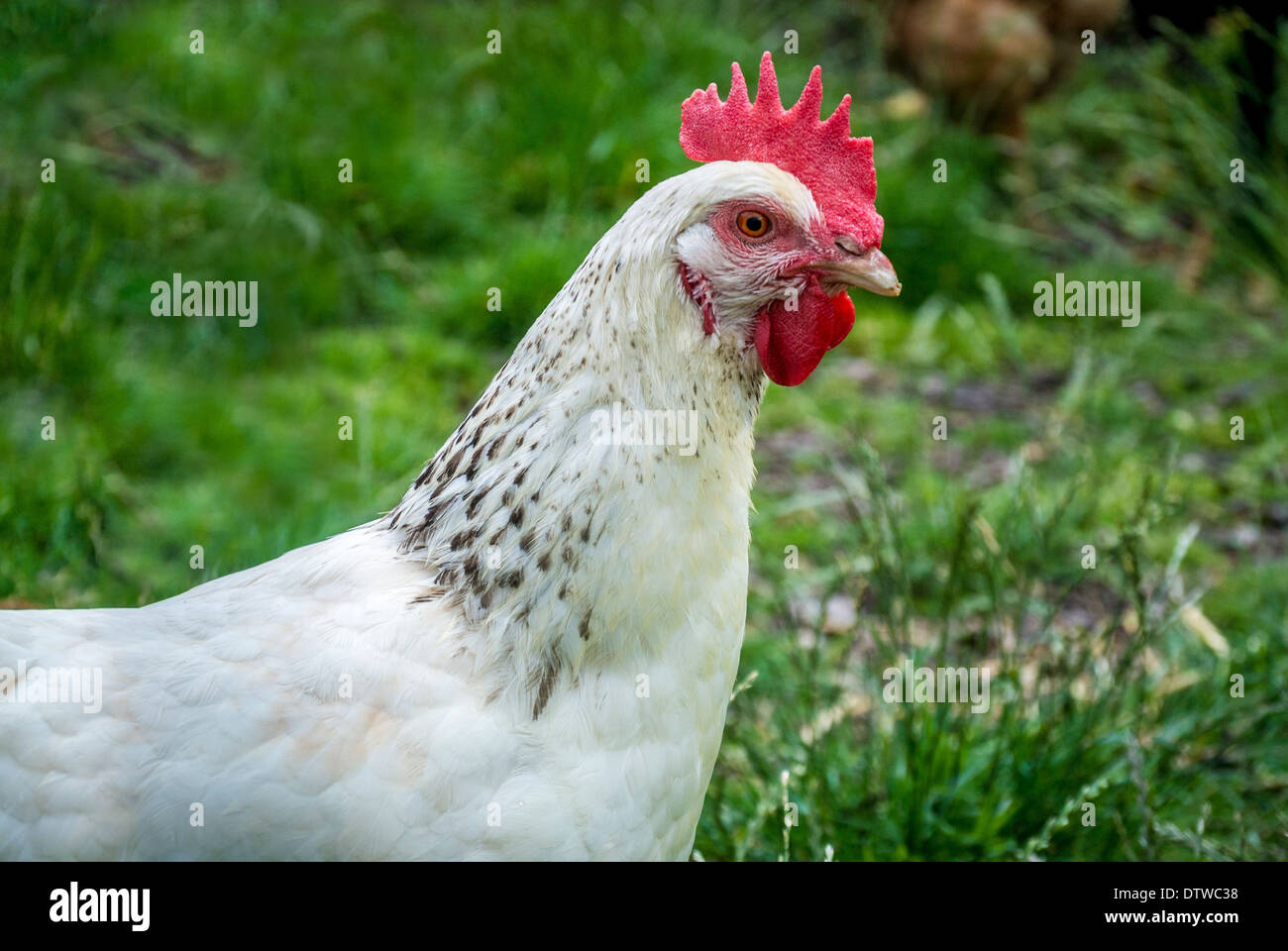 Side view of white hen Stock Photo - Alamy