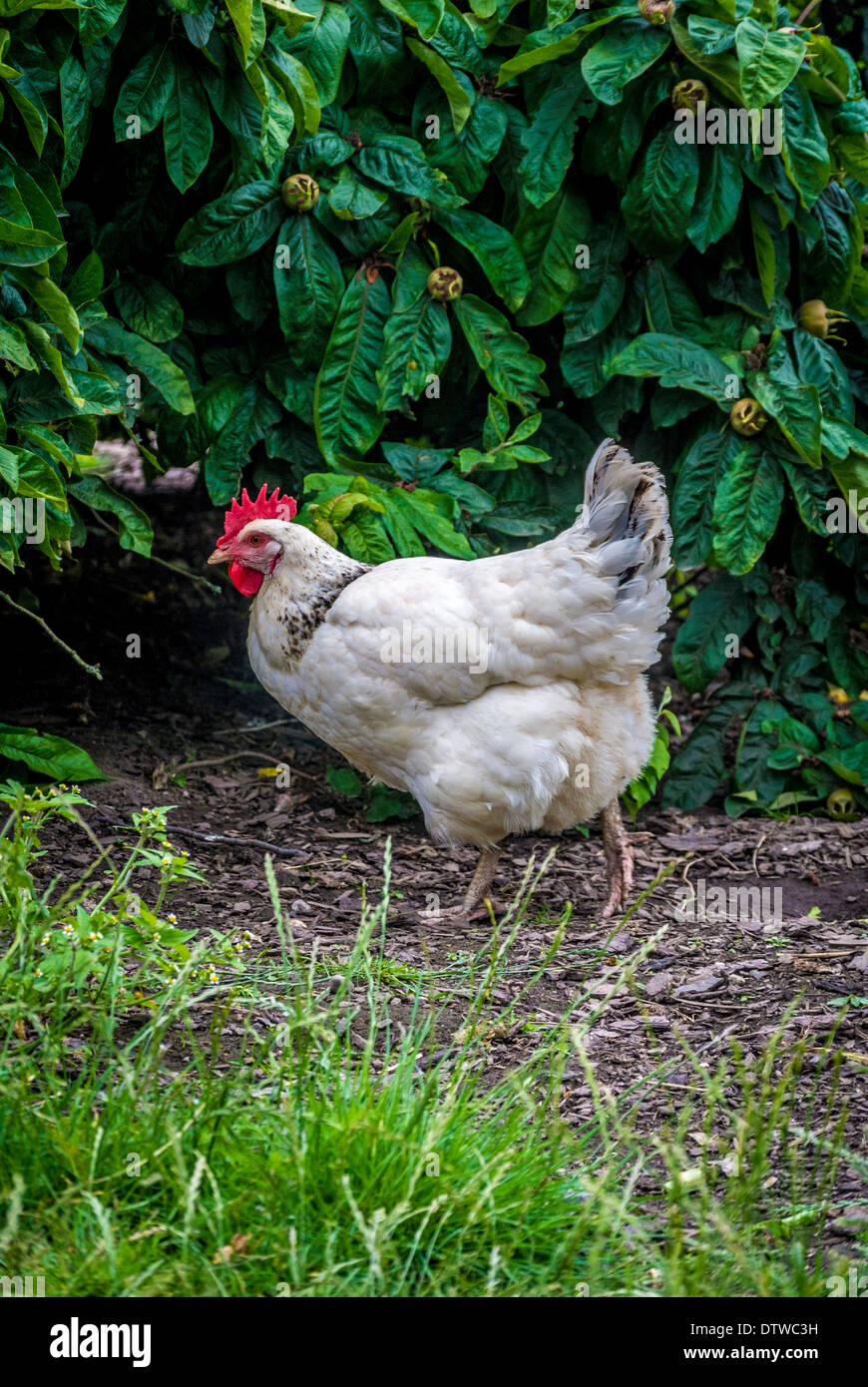 Side view of white hen Stock Photo - Alamy